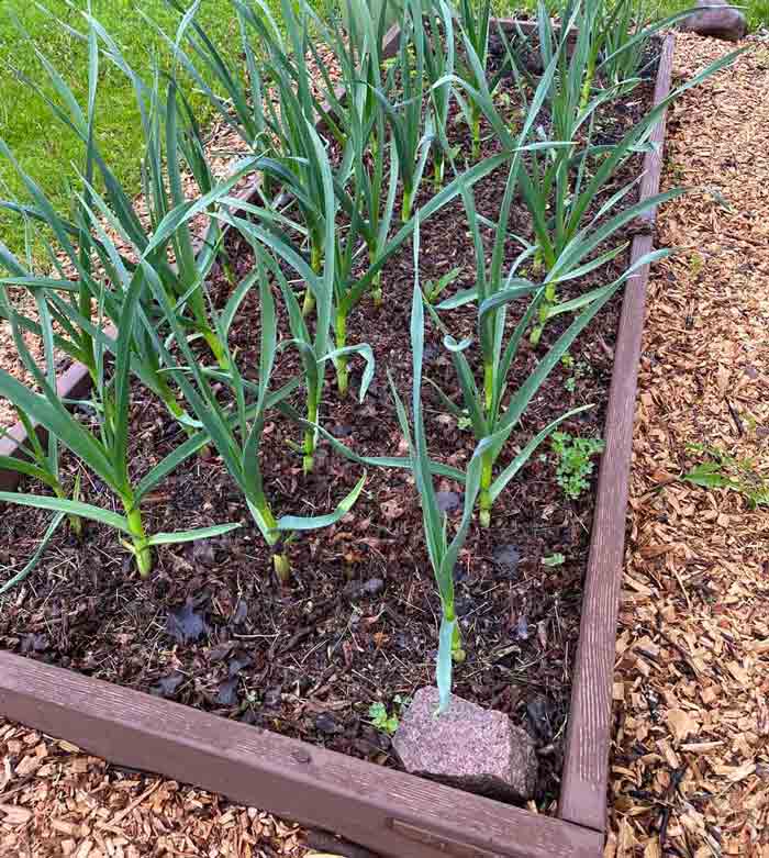 How and When to Plant Garlic - Life In The Green.House
