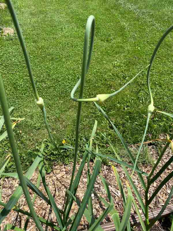 How and When to Plant Garlic - Life In The Green.House