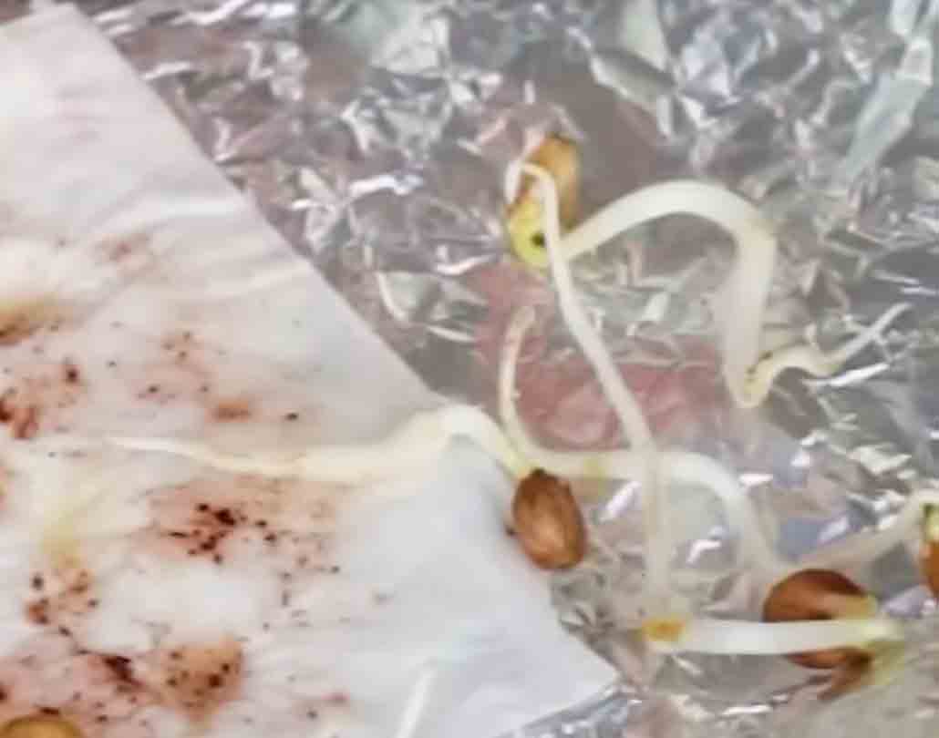 Growing a Cherry Tree from Seed - Life In The Green.House