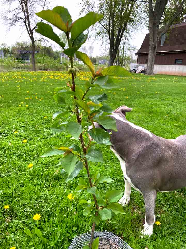 Growing a Cherry Tree from Seed - Life In The Green.House