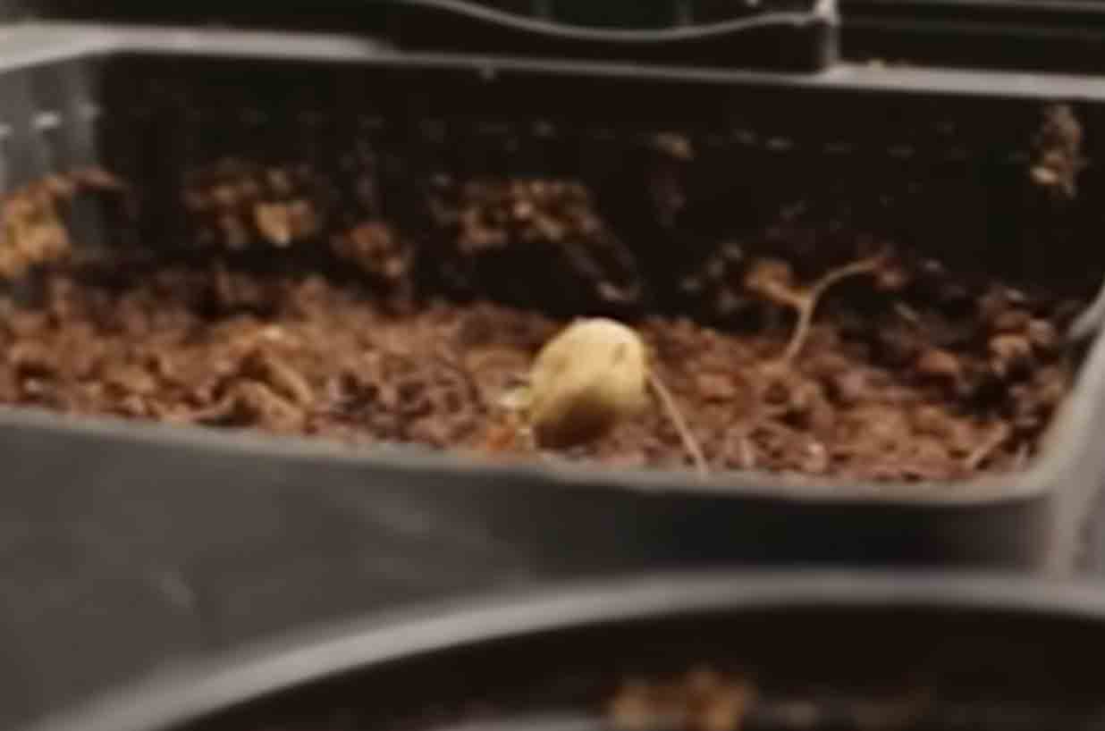 Growing a Cherry Tree from Seed - Life In The Green.House