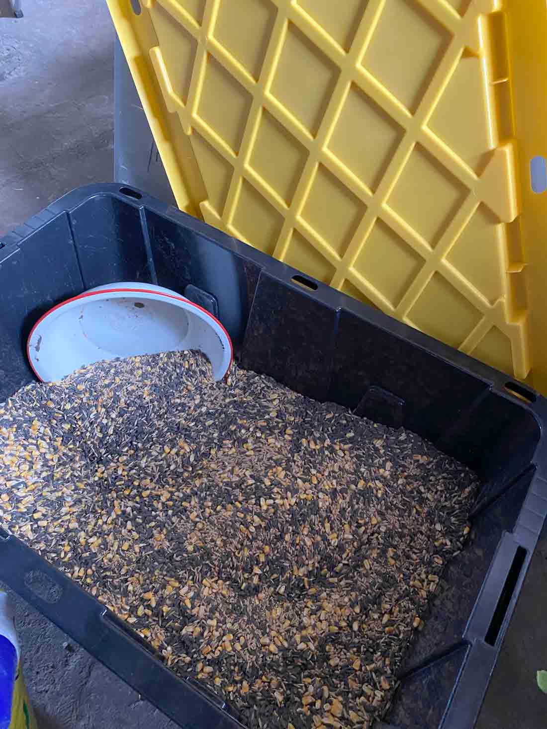 A Nutritious Chicken Feed Recipe - Life In The Green.House