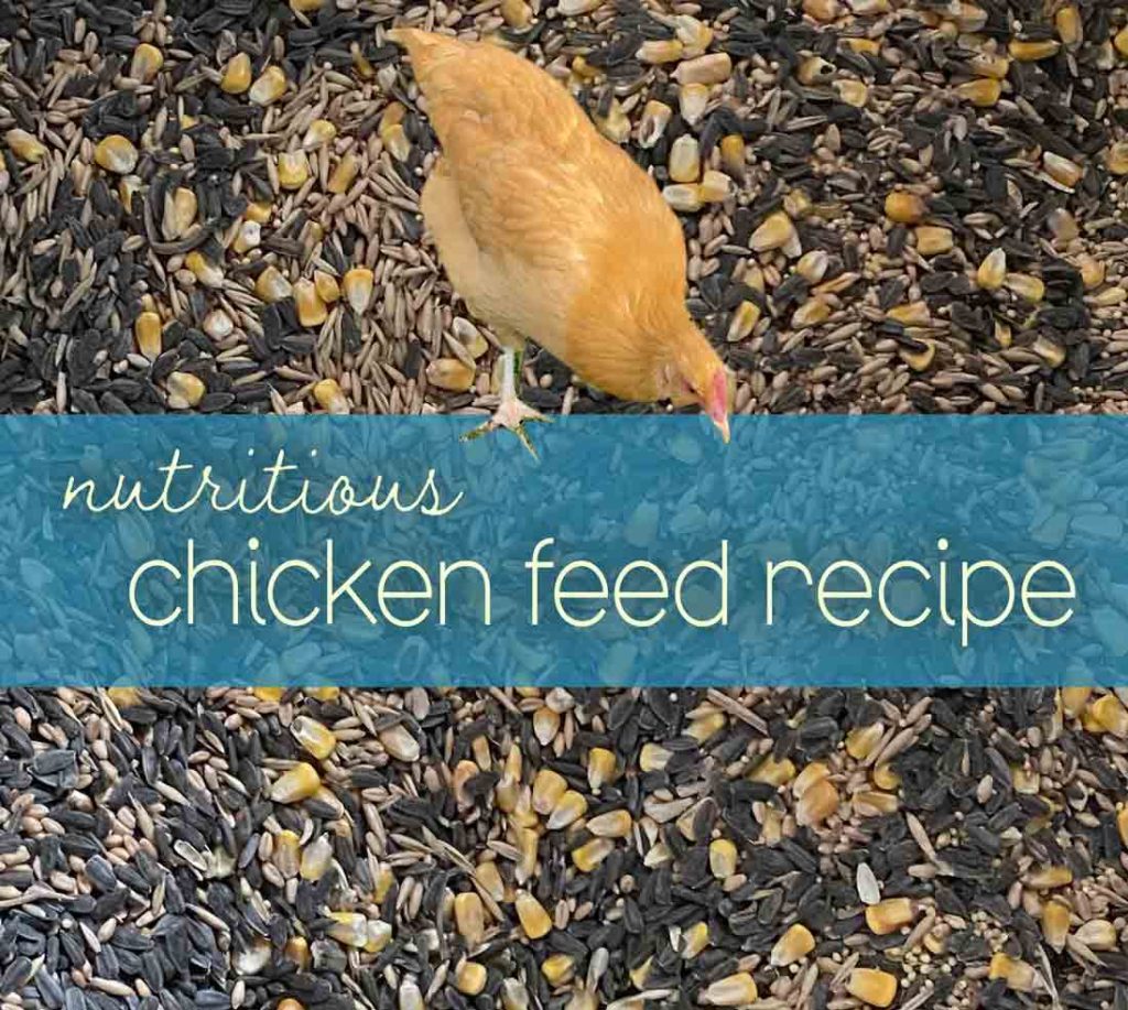 A Nutritious Chicken Feed Recipe - Life In The Green.House