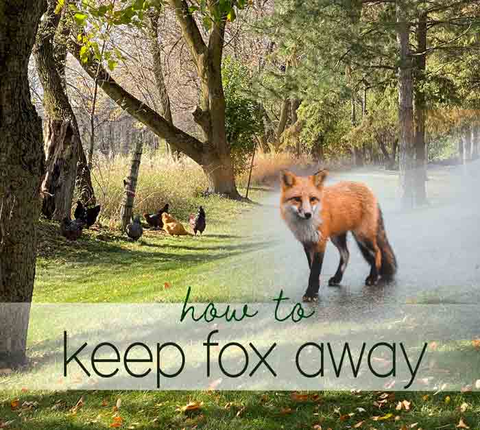 How to Make an Effective Fox Deterrent - Life In The Green.House