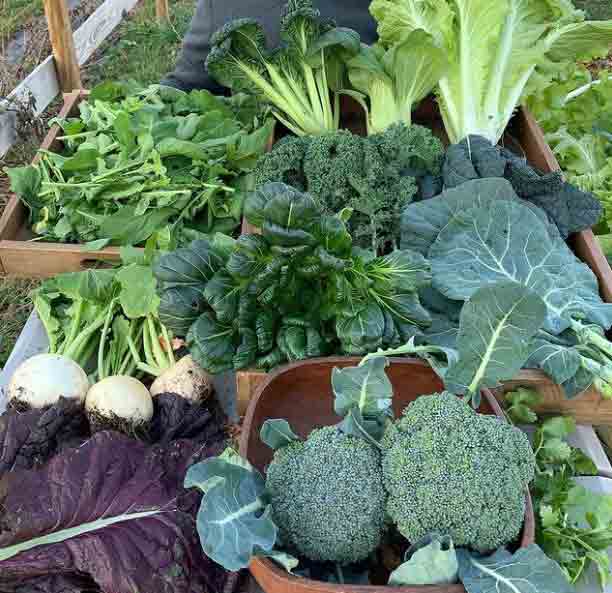 Real Benefits to Eating Greens - Life In The Green.House