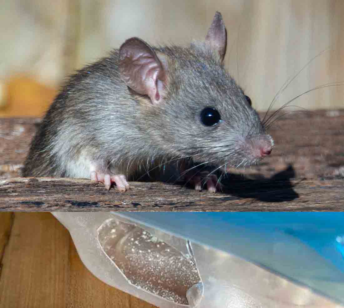 How to Get Rid of Mice - Life In The Green.House