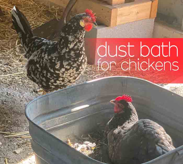 How to Make the Best Chicken Dust Bath - Life In The Green.House